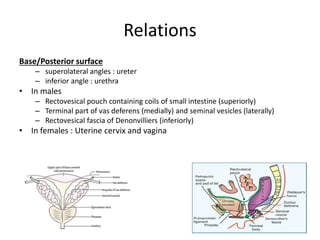 Anatomy of URINARY BLADDER and URETHRA.pptx