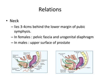 Anatomy of URINARY BLADDER and URETHRA.pptx