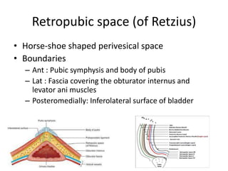 Anatomy of URINARY BLADDER and URETHRA.pptx