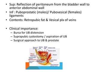Anatomy of URINARY BLADDER and URETHRA.pptx