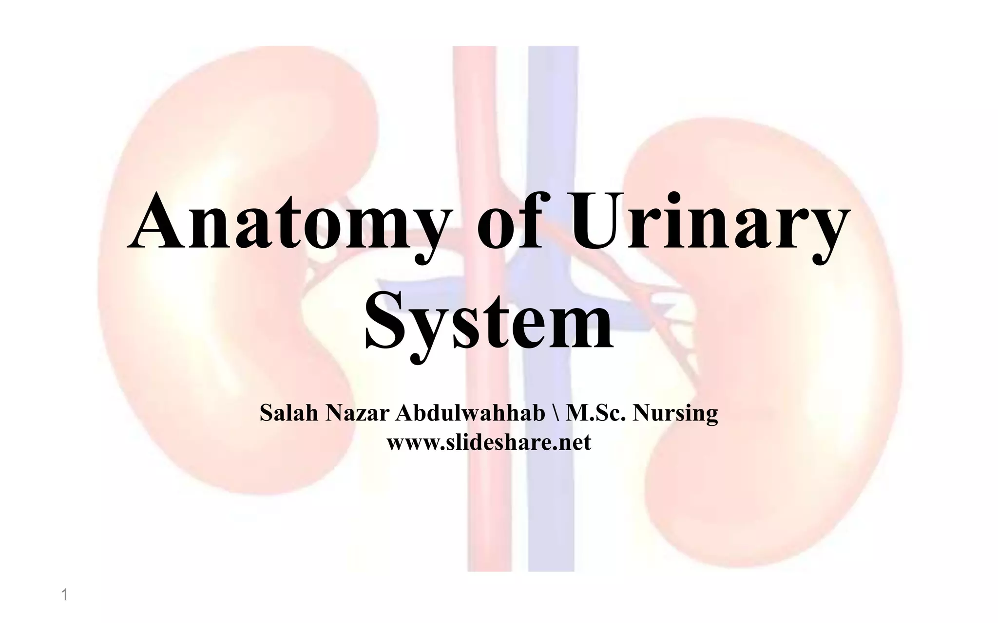 Anatomy of urinary system | PPTX
