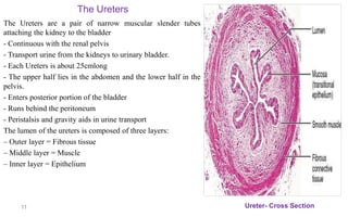 Anatomy of urinary system | PPTX