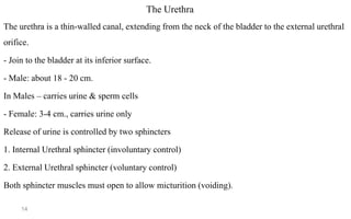 Anatomy of urinary system | PPTX