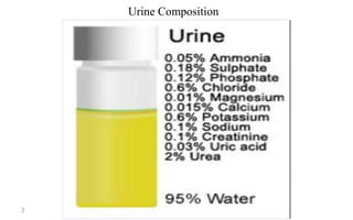 Anatomy of urinary system | PPTX