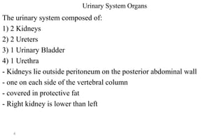 Anatomy of urinary system | PPTX