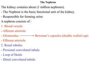 Anatomy of urinary system | PPTX