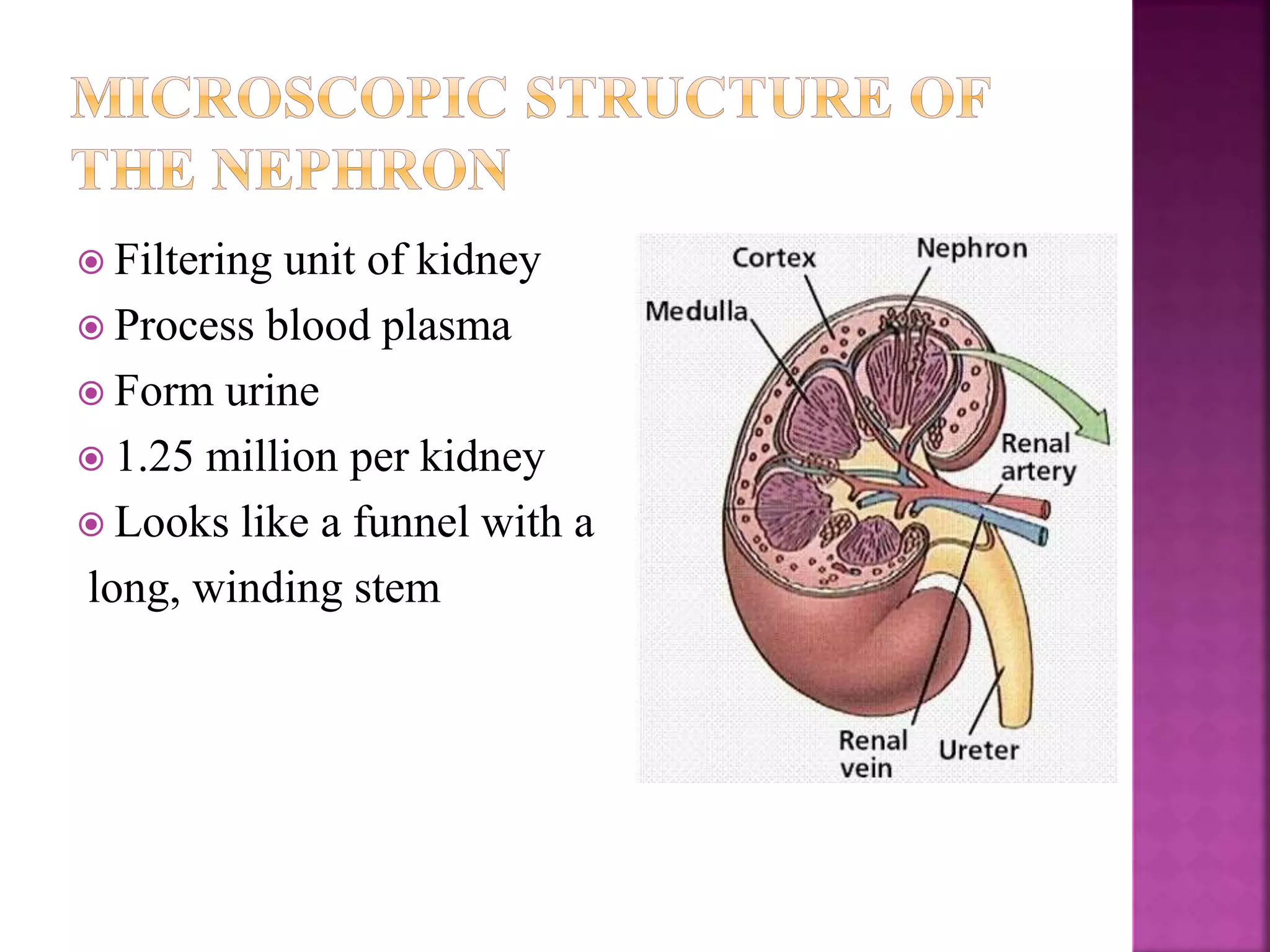 Anatomy of urinary system | PPTX