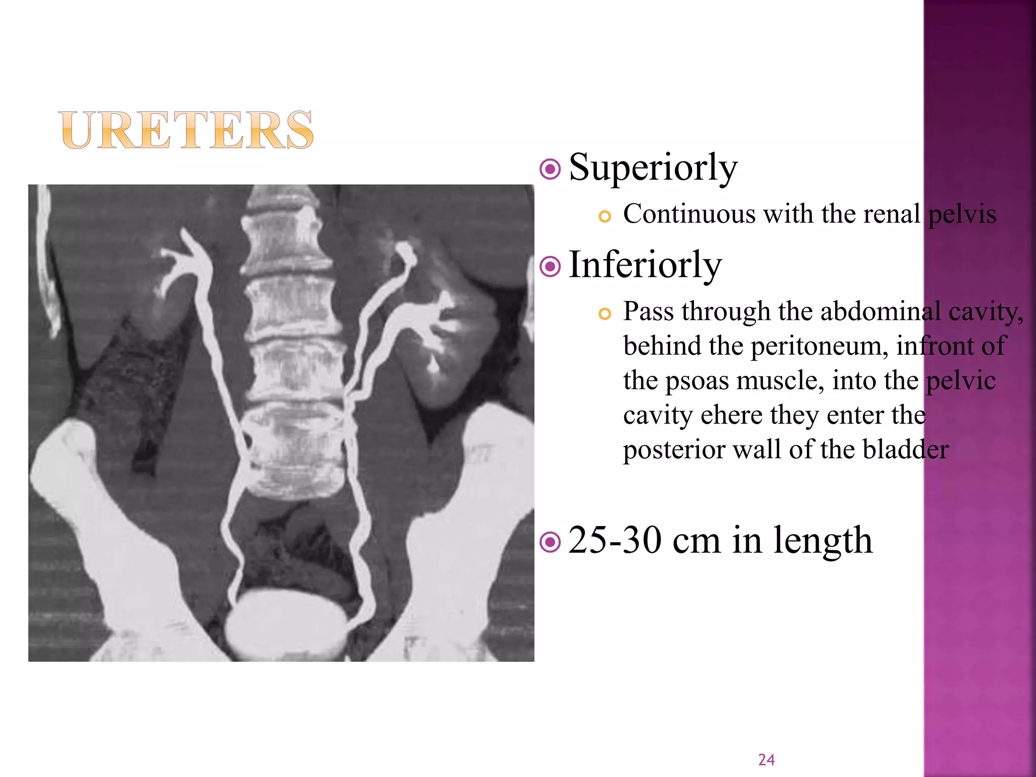 Anatomy of urinary system | PPTX
