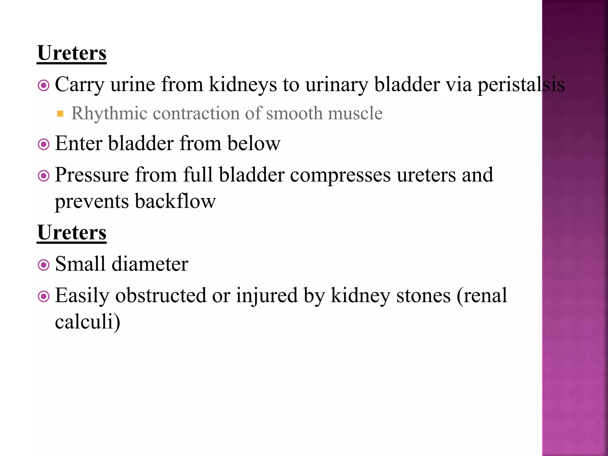 Anatomy of urinary system | PPTX