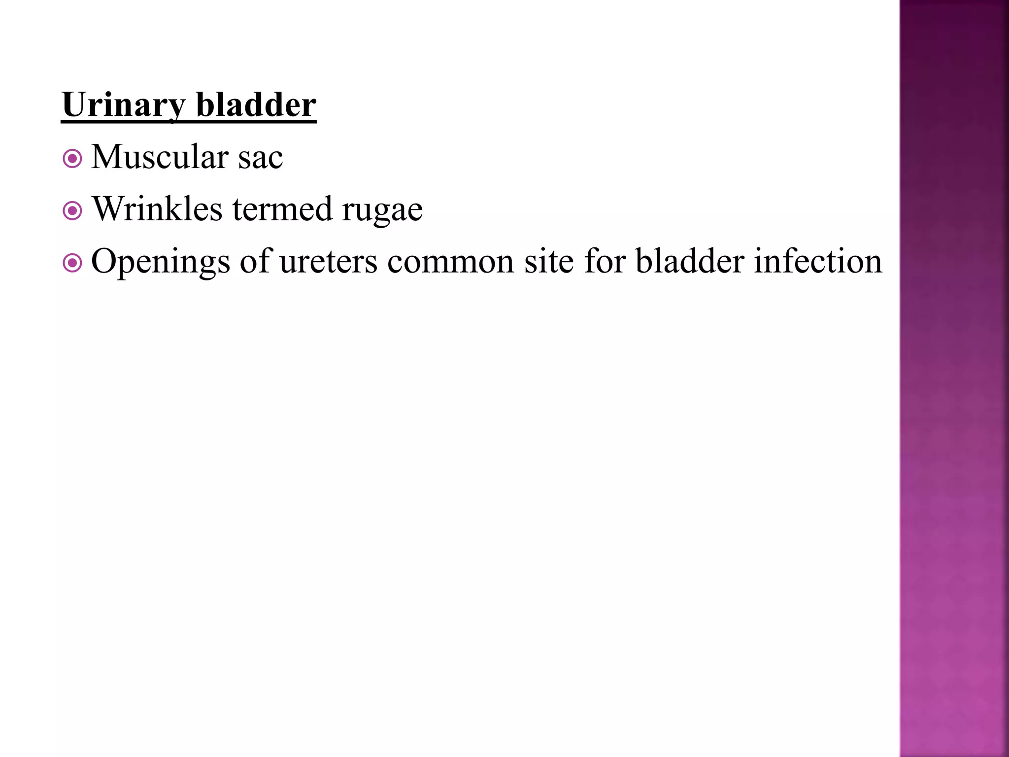 Anatomy of urinary system | PPTX
