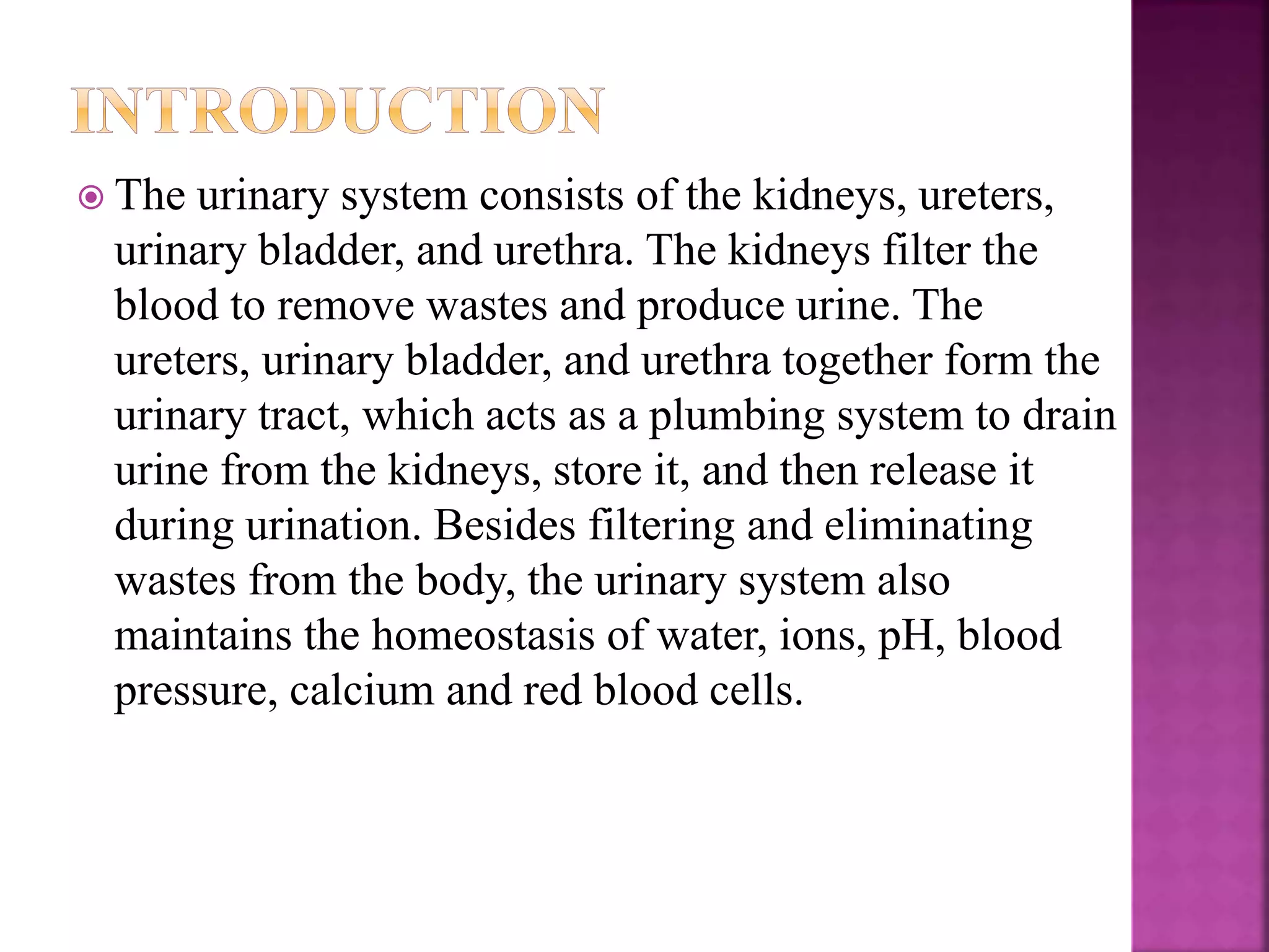 Anatomy of urinary system | PPTX