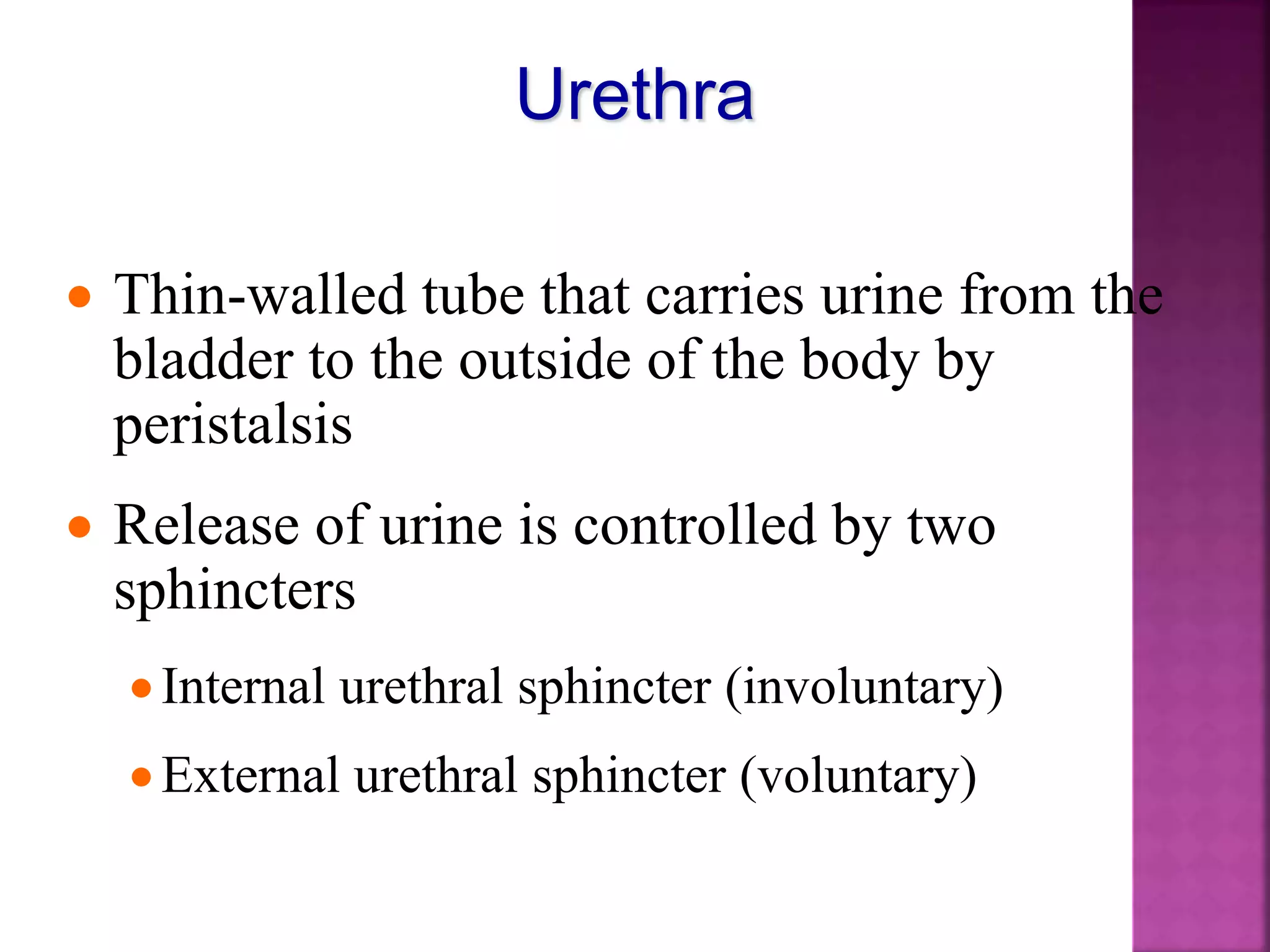 Anatomy of urinary system | PPTX