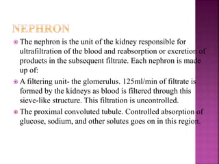 Anatomy of urinary system | PPTX