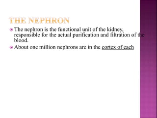 Anatomy of urinary system | PPTX