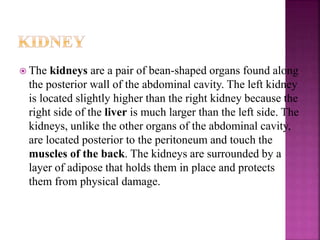 Anatomy of urinary system | PPTX