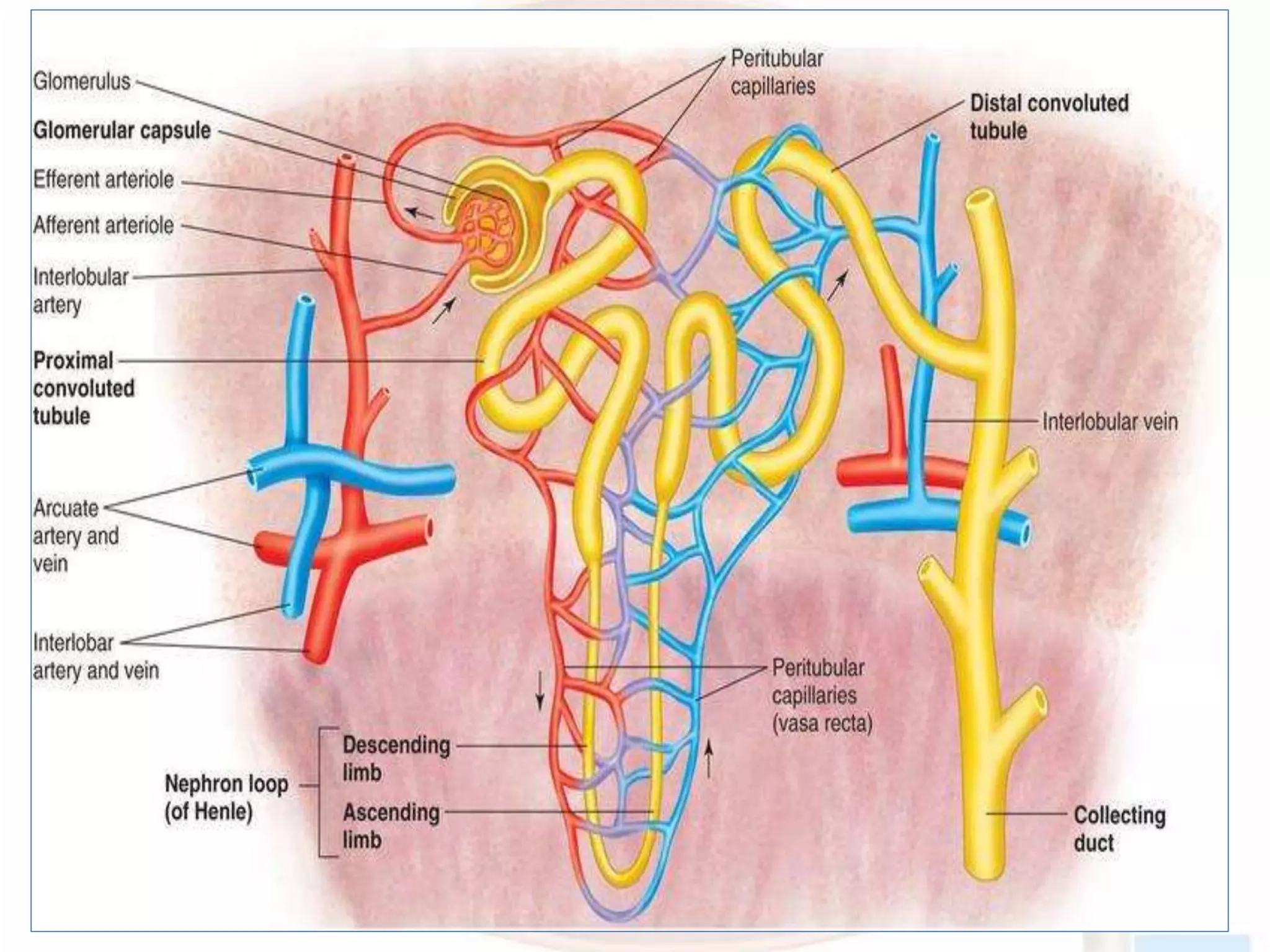 Anatomy of urinary system | PPTX