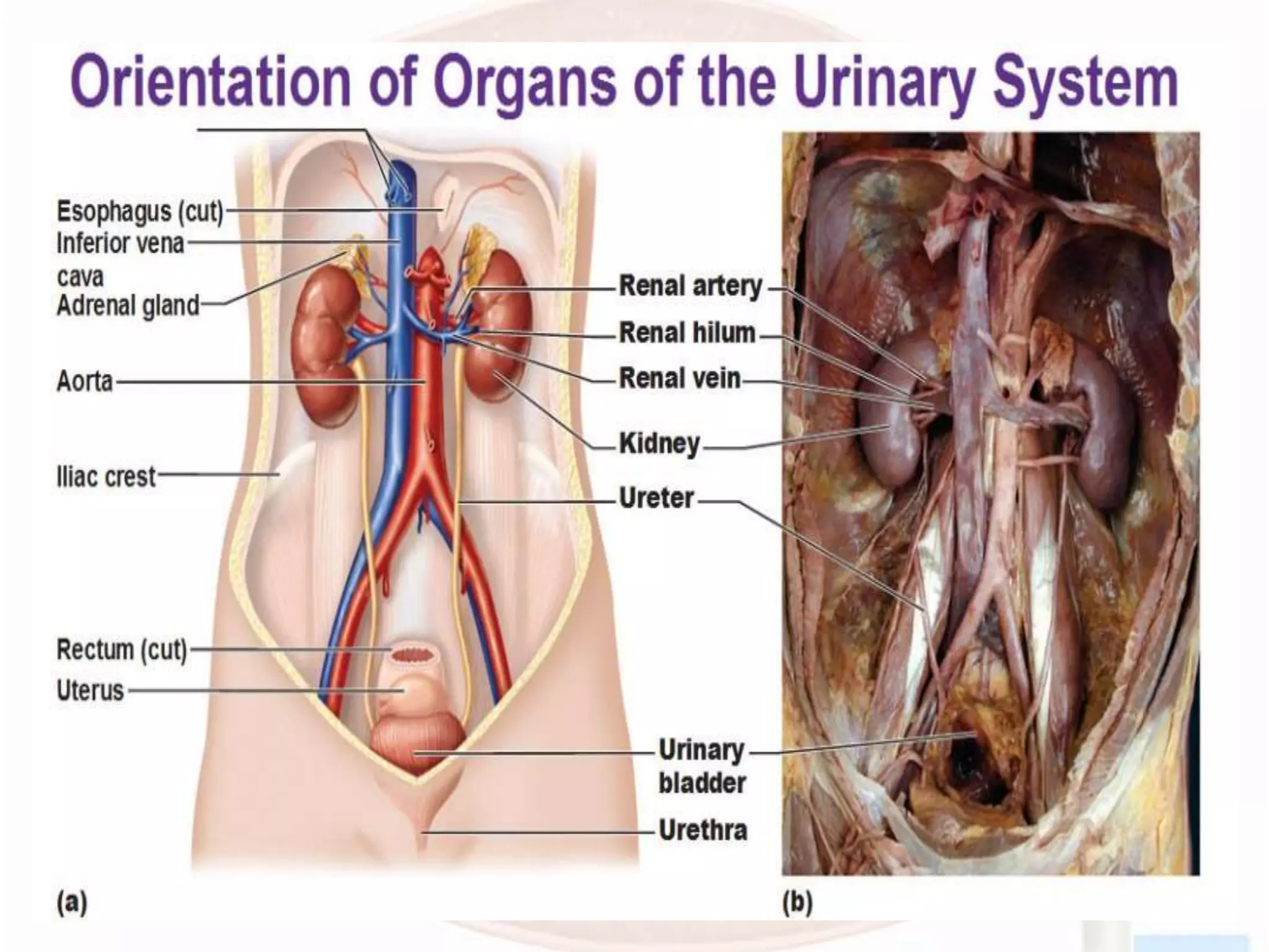 Anatomy of urinary system | PPTX