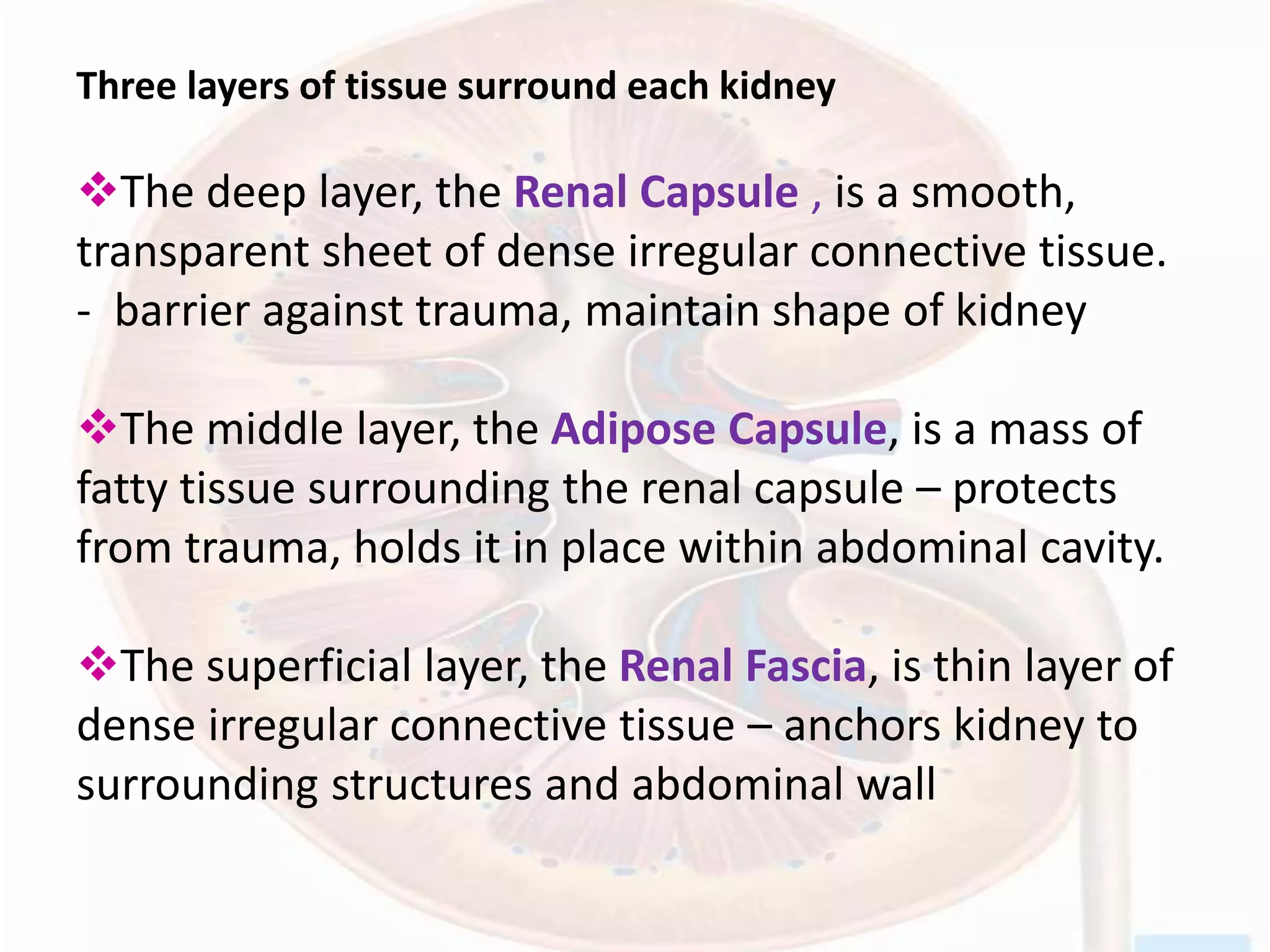Anatomy of urinary system | PPTX