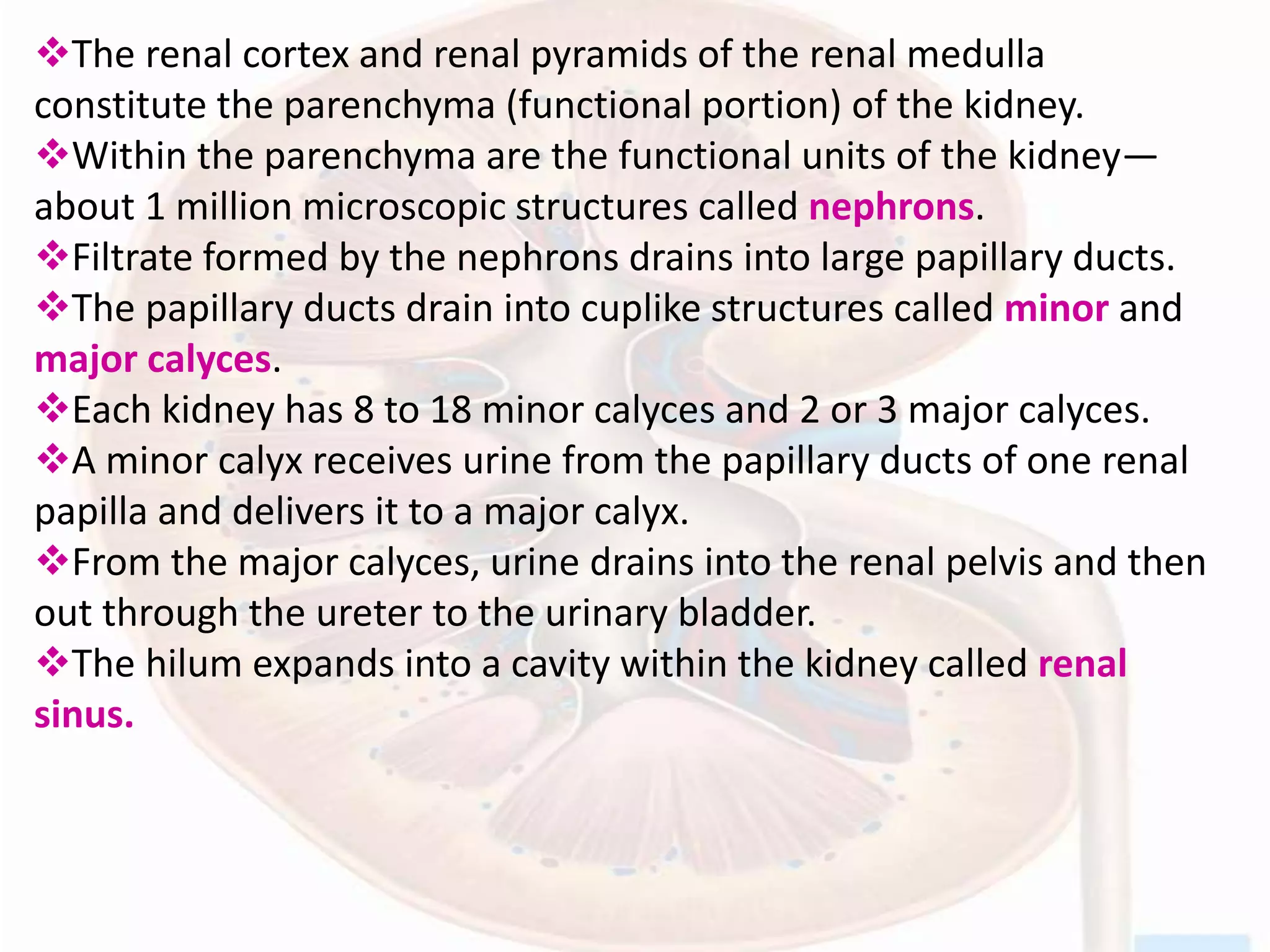 Anatomy of urinary system | PPTX