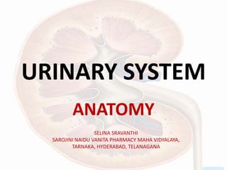 Anatomy of urinary system | PPTX