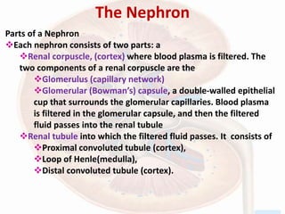 Anatomy of urinary system | PPTX