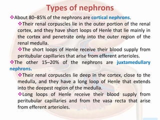 Anatomy of urinary system | PPTX