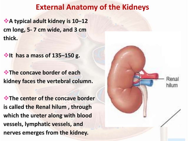 Anatomy of urinary system | PPTX