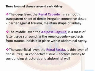 Anatomy of urinary system | PPTX