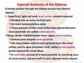 Anatomy of urinary system | PPTX