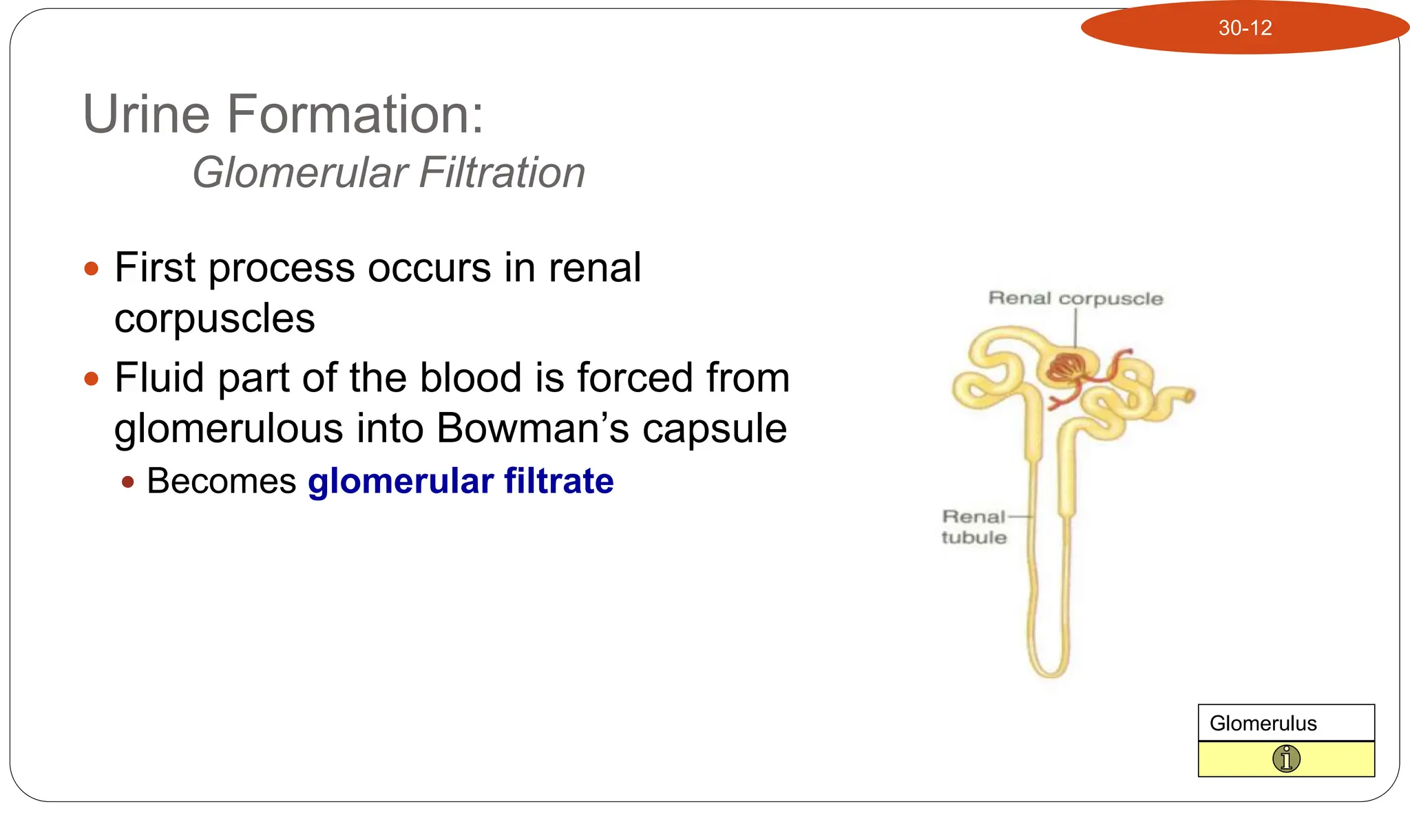 Anatomy of Urinary System.pptx