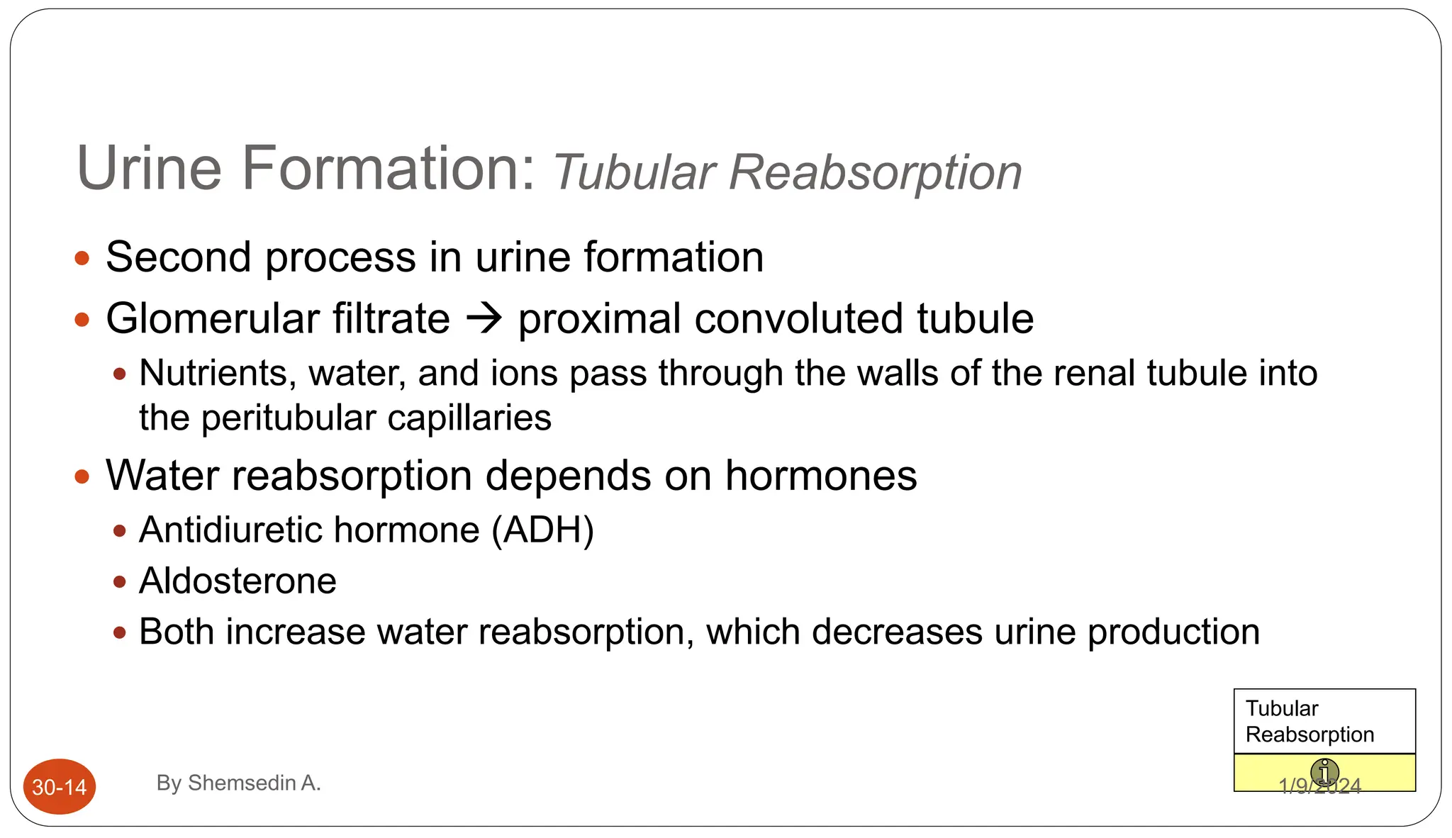 Anatomy of Urinary System.pptx