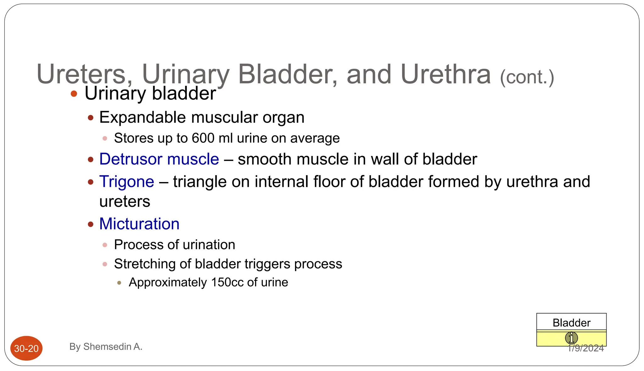 Anatomy of Urinary System.pptx