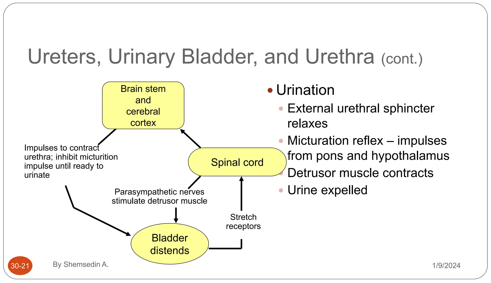Anatomy of Urinary System.pptx
