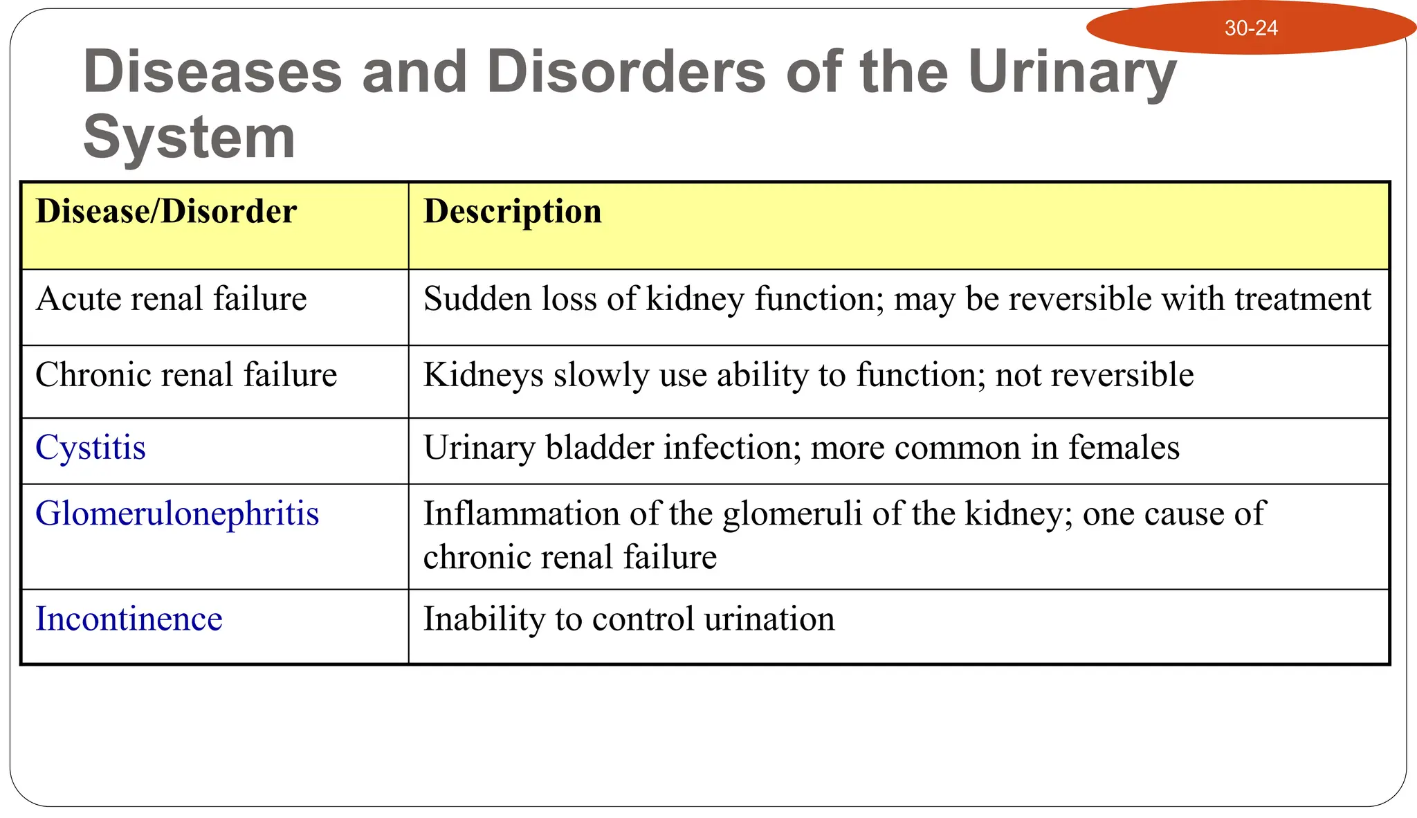 Anatomy of Urinary System.pptx