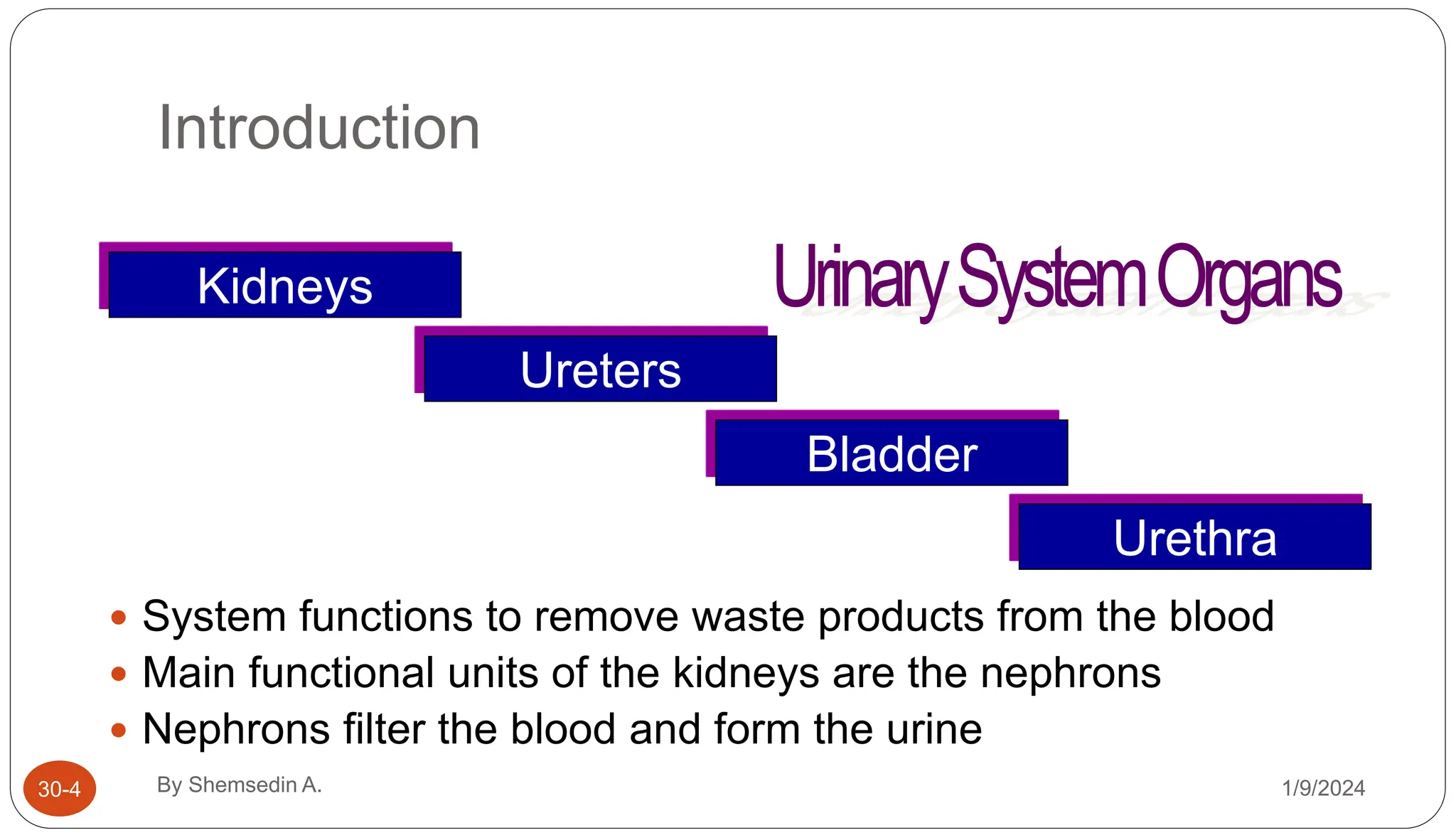 Anatomy of Urinary System.pptx