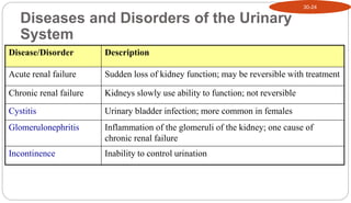Anatomy of Urinary System.pptx