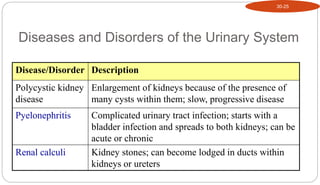 Anatomy of Urinary System.pptx