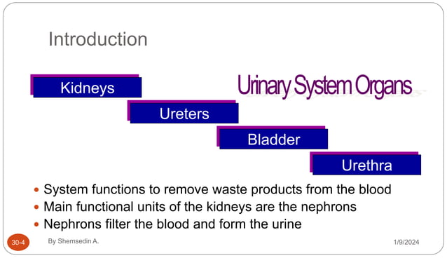 Anatomy of Urinary System.pptx
