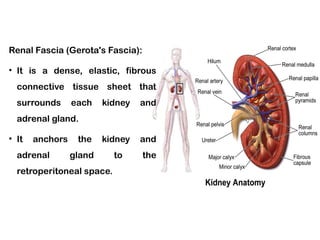 Filtration Factories : Anatomy and Physiology of Renal system | PPTX