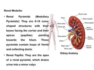 Filtration Factories : Anatomy and Physiology of Renal system | PPTX