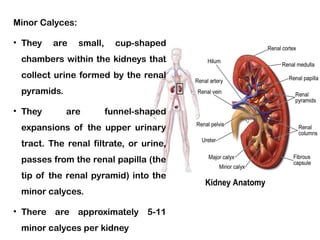 Filtration Factories : Anatomy and Physiology of Renal system | PPTX