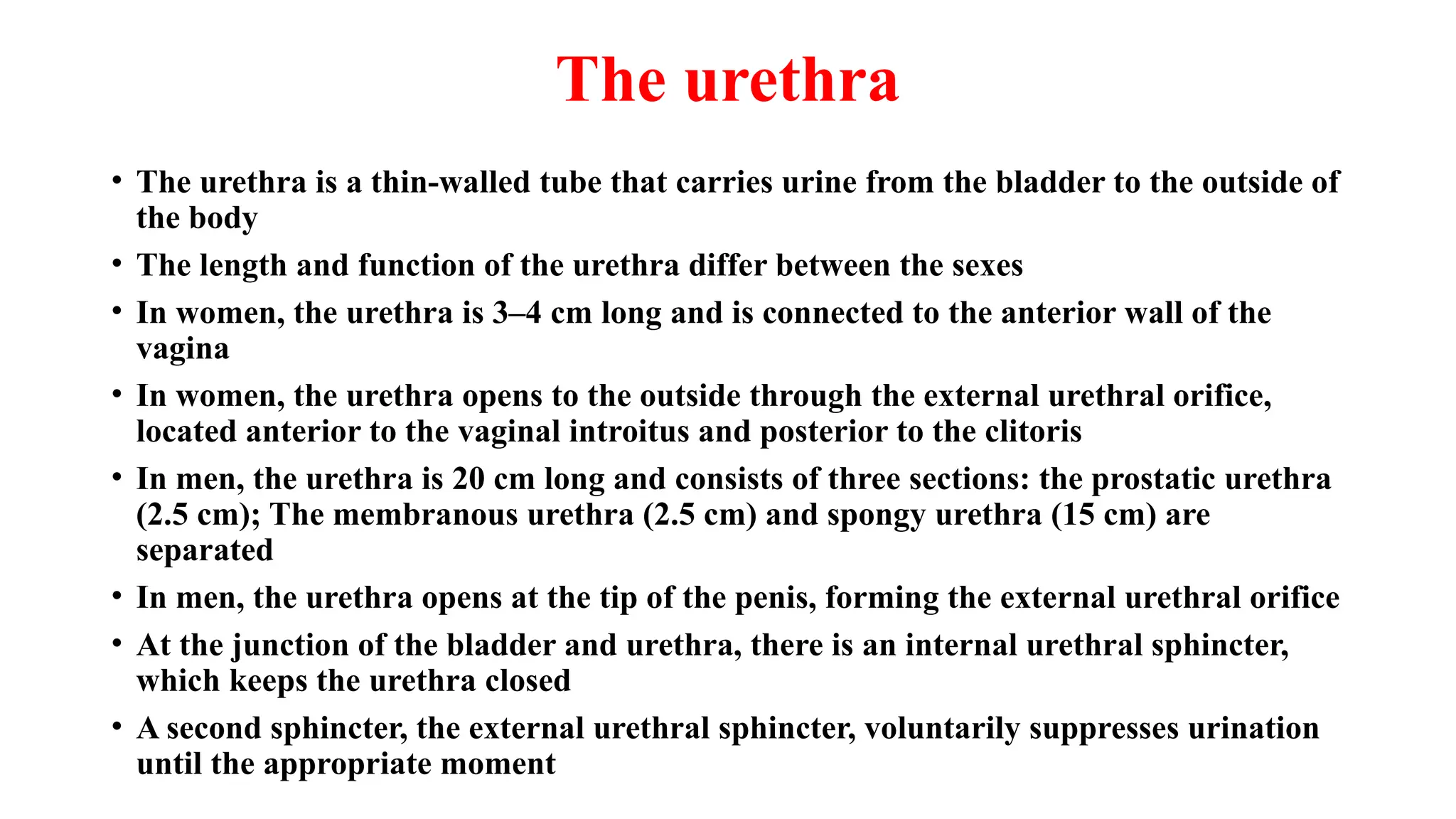 Anatomy of urinary system.prepared by DR. DANISH HABIB BHAT | PPTX