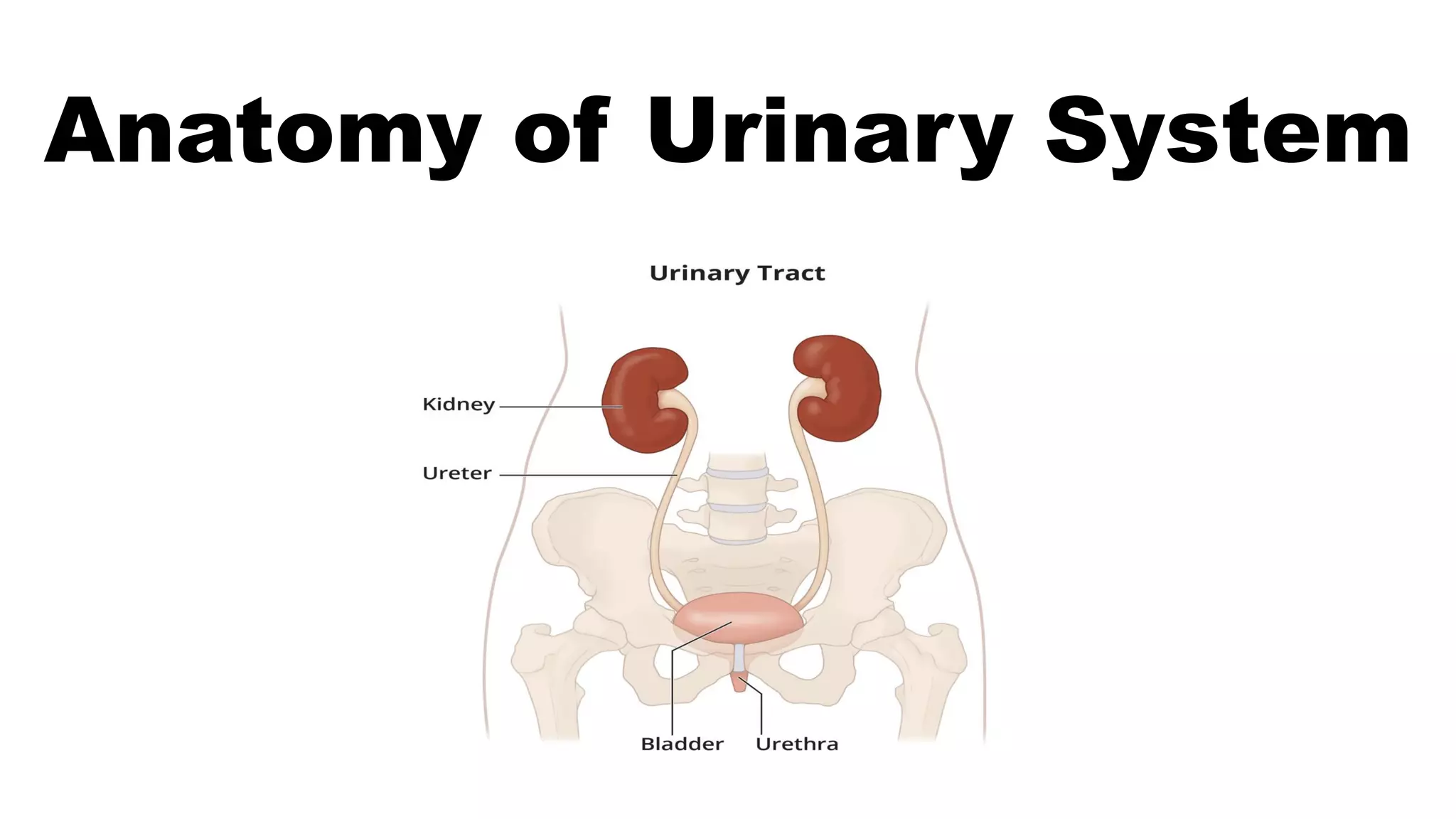 Anatomy of urinary system(1).pdf