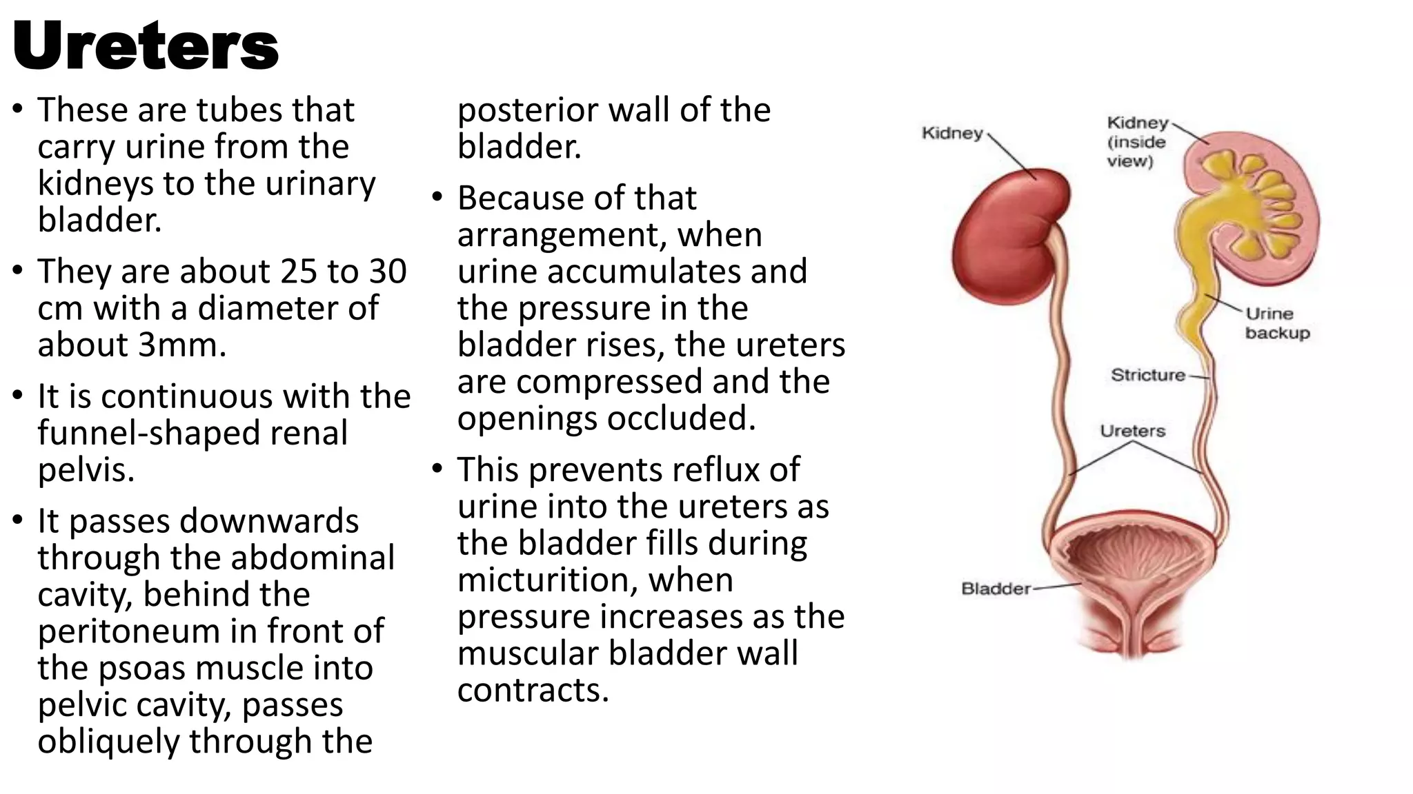 Anatomy of urinary system(1).pdf