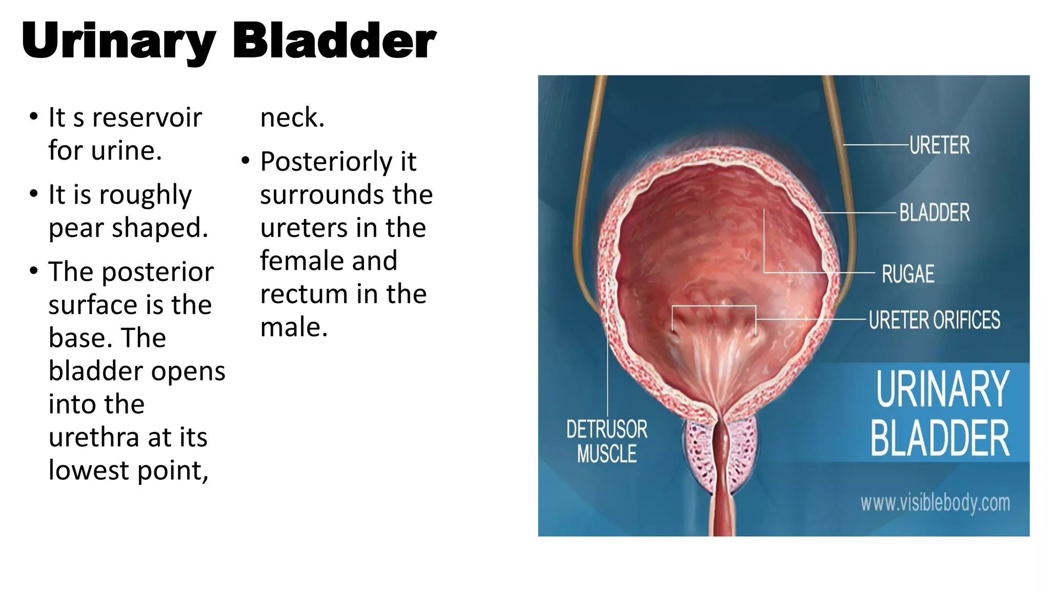 Anatomy of urinary system(1).pdf