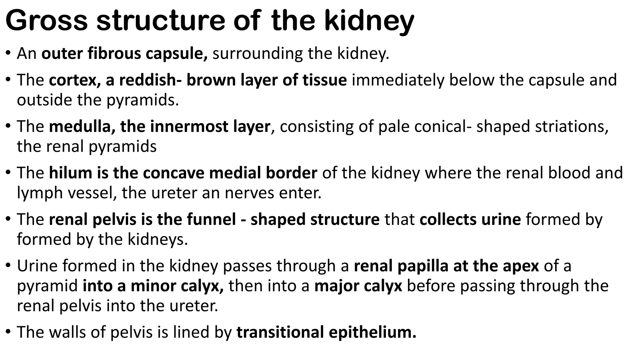 Anatomy of urinary system(1).pdf