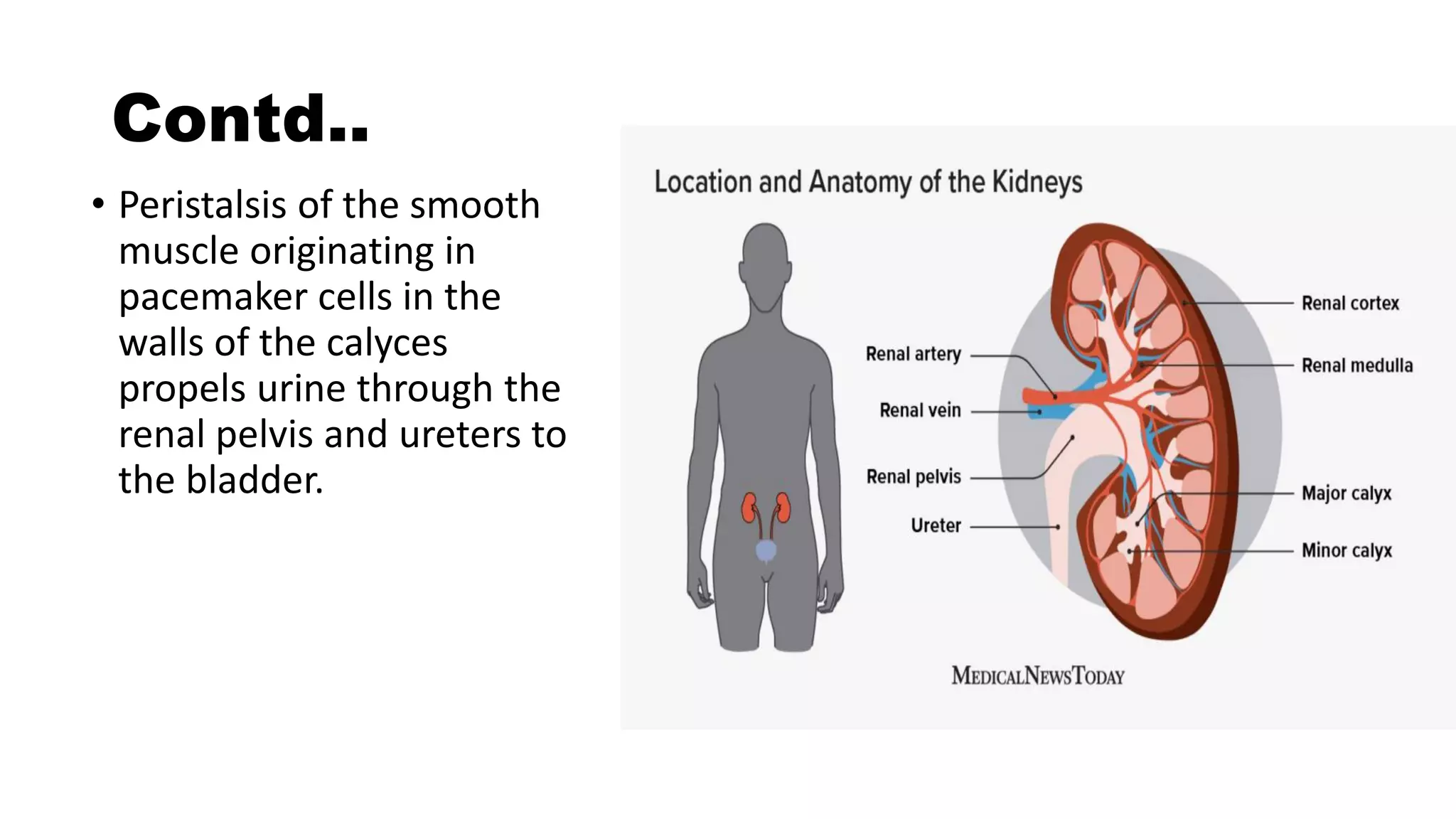 Anatomy of urinary system(1).pdf