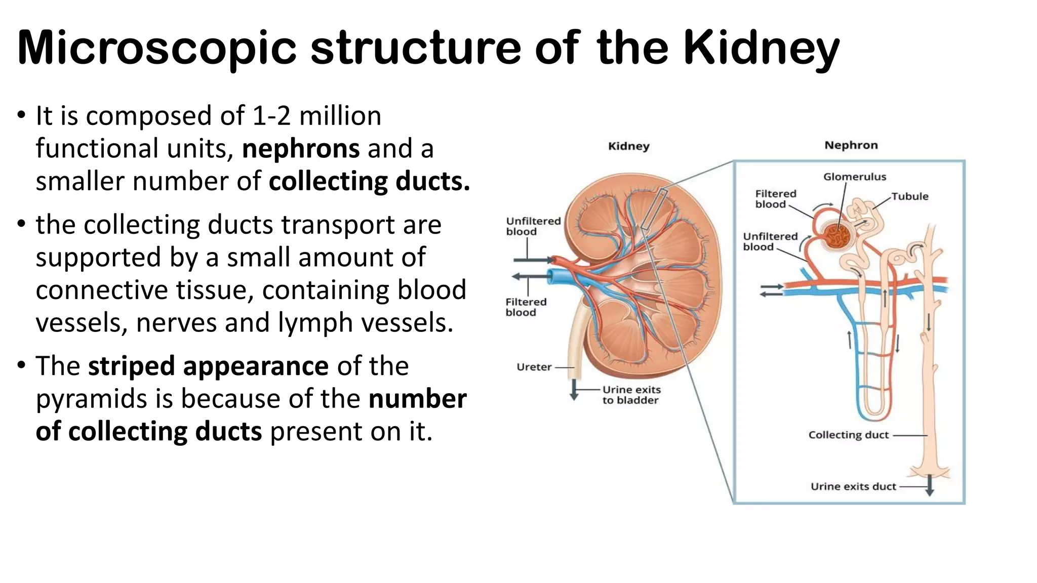 Anatomy of urinary system(1).pdf