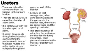 Anatomy of urinary system(1).pdf