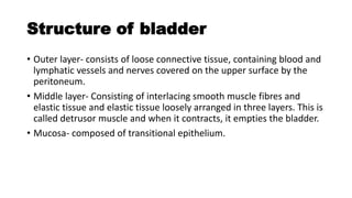 Anatomy of urinary system(1).pdf